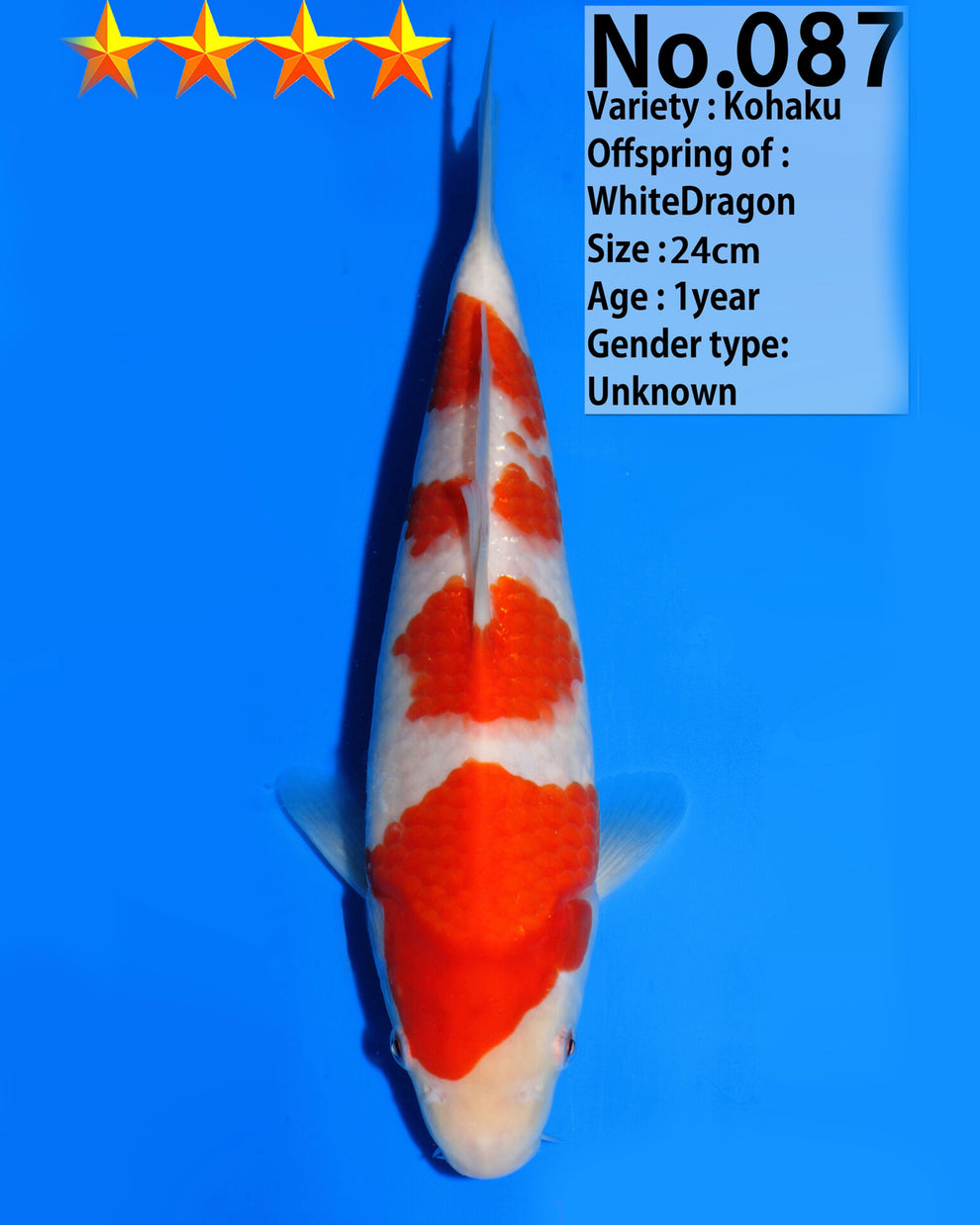 Kohaku – Selective Koi Sales