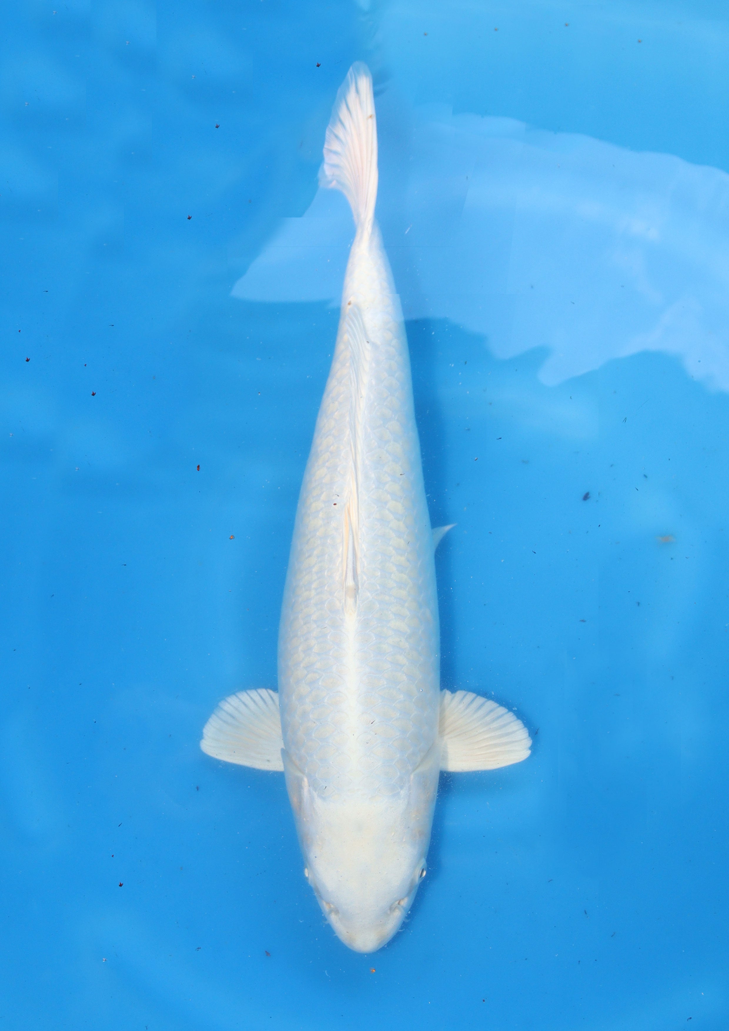 Parachina – Selective Koi Sales