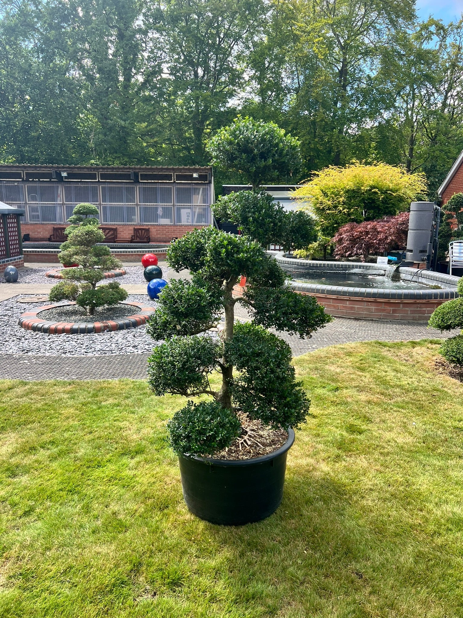 Cloud Tree 4 - 147cm – Selective Koi Sales