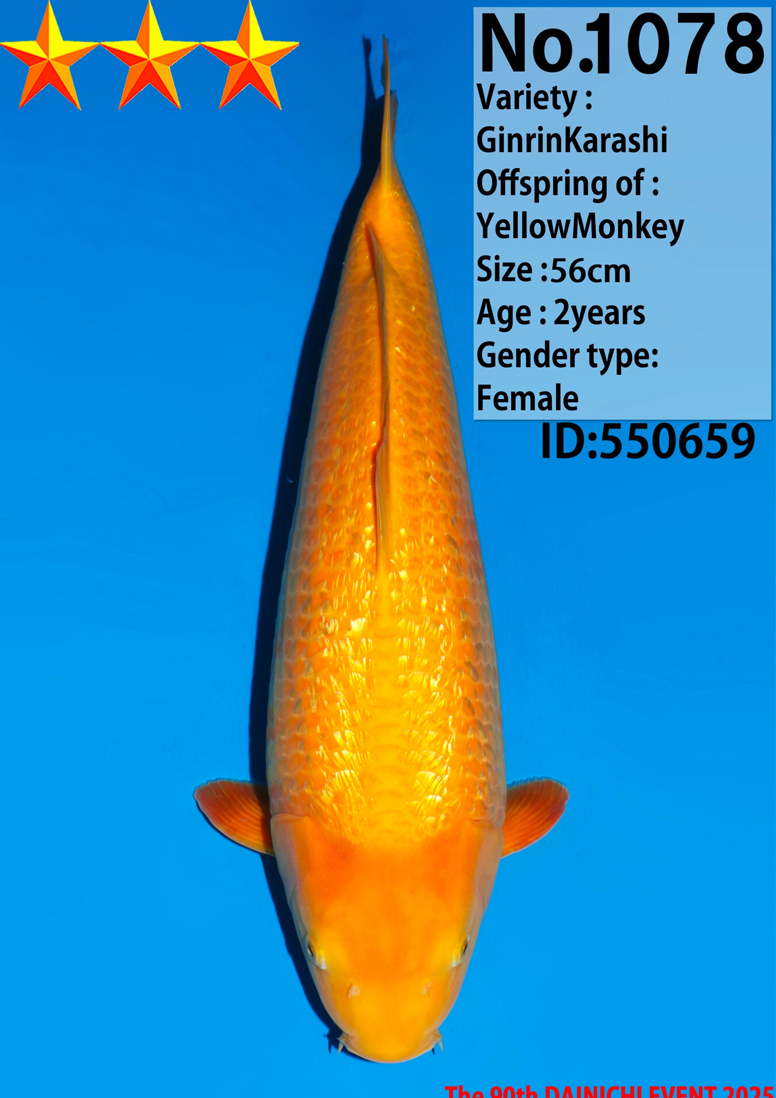 Yellow Monkey – Selective Koi Sales