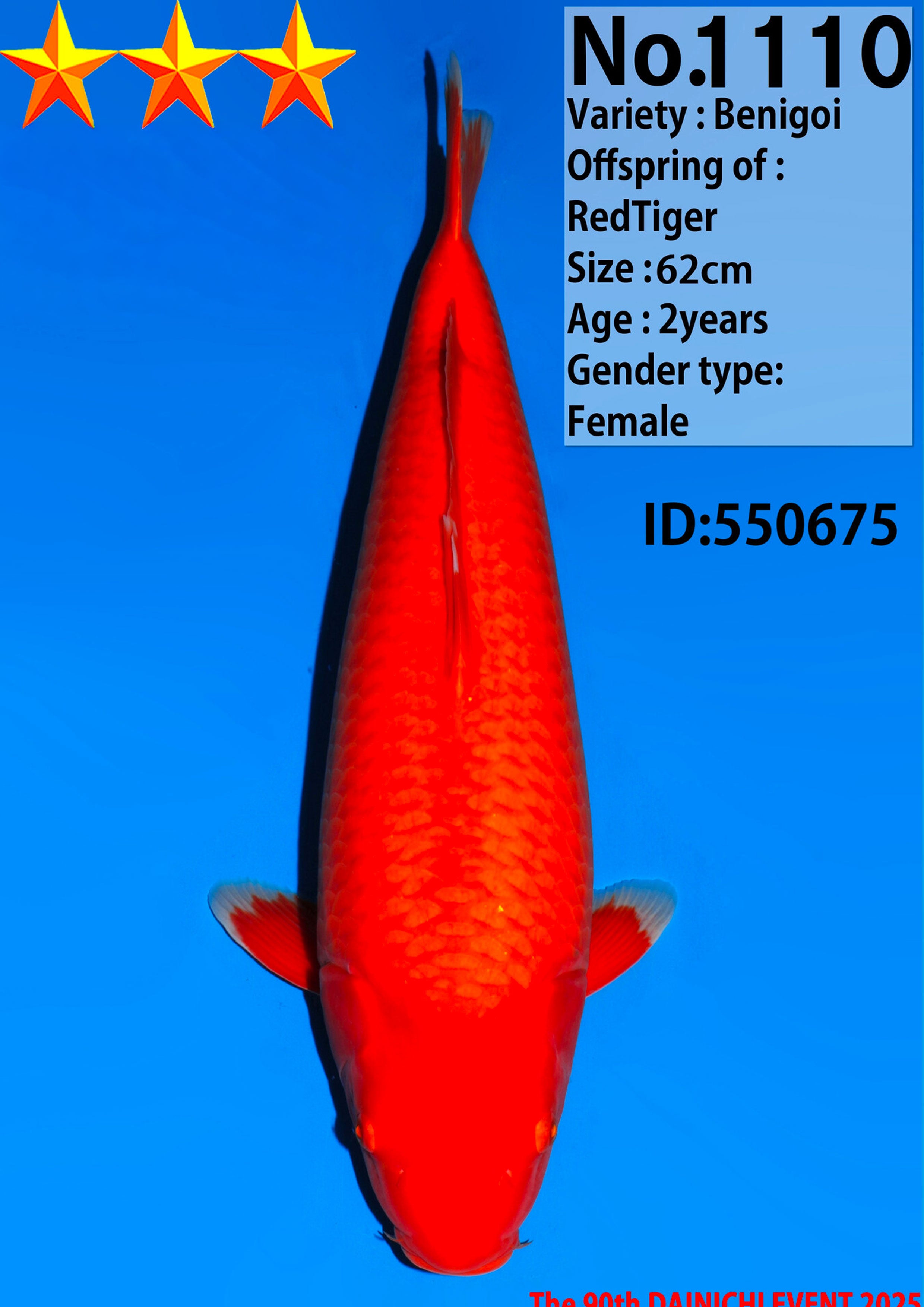 Benigoi – Selective Koi Sales
