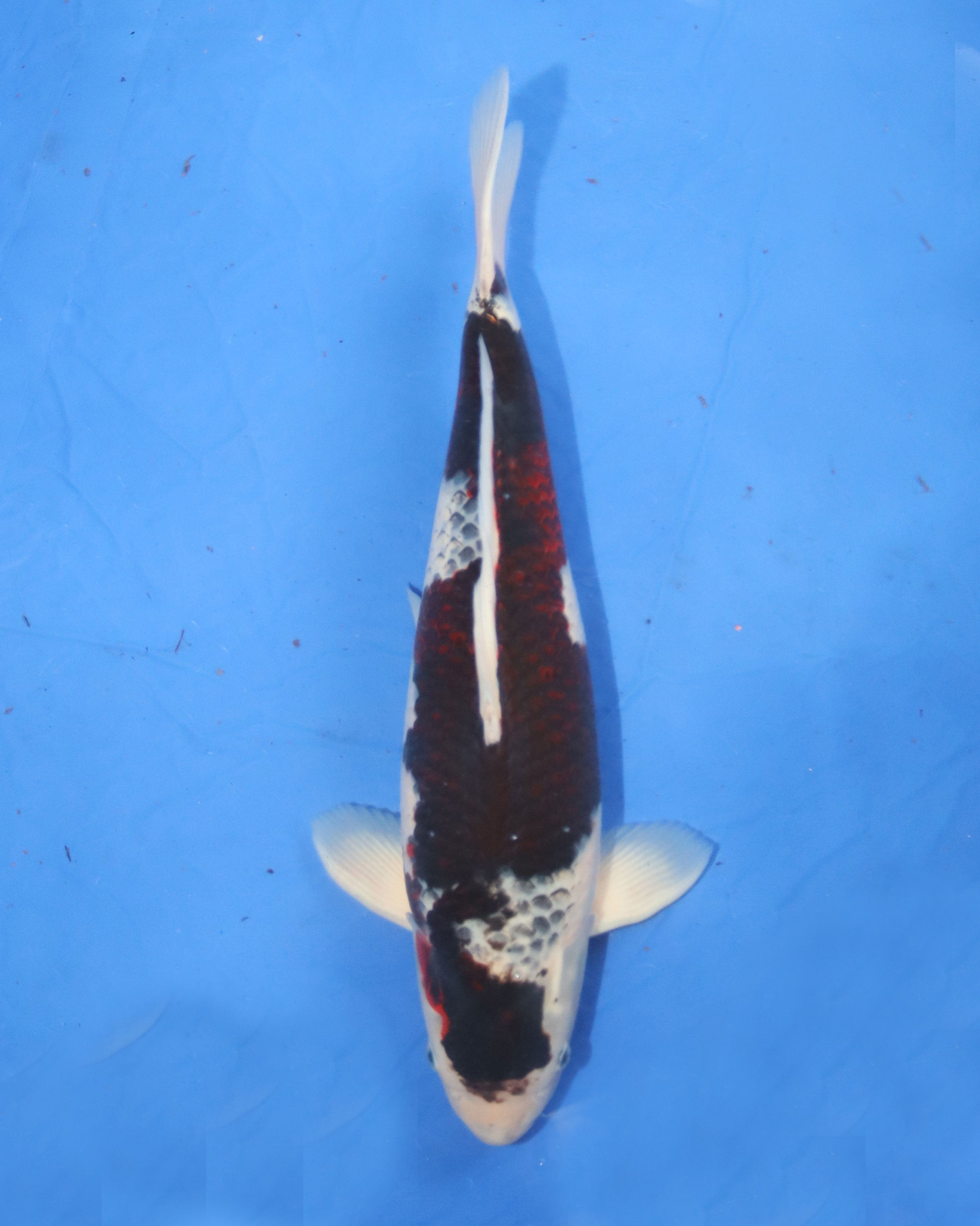 Koromo – Selective Koi Sales