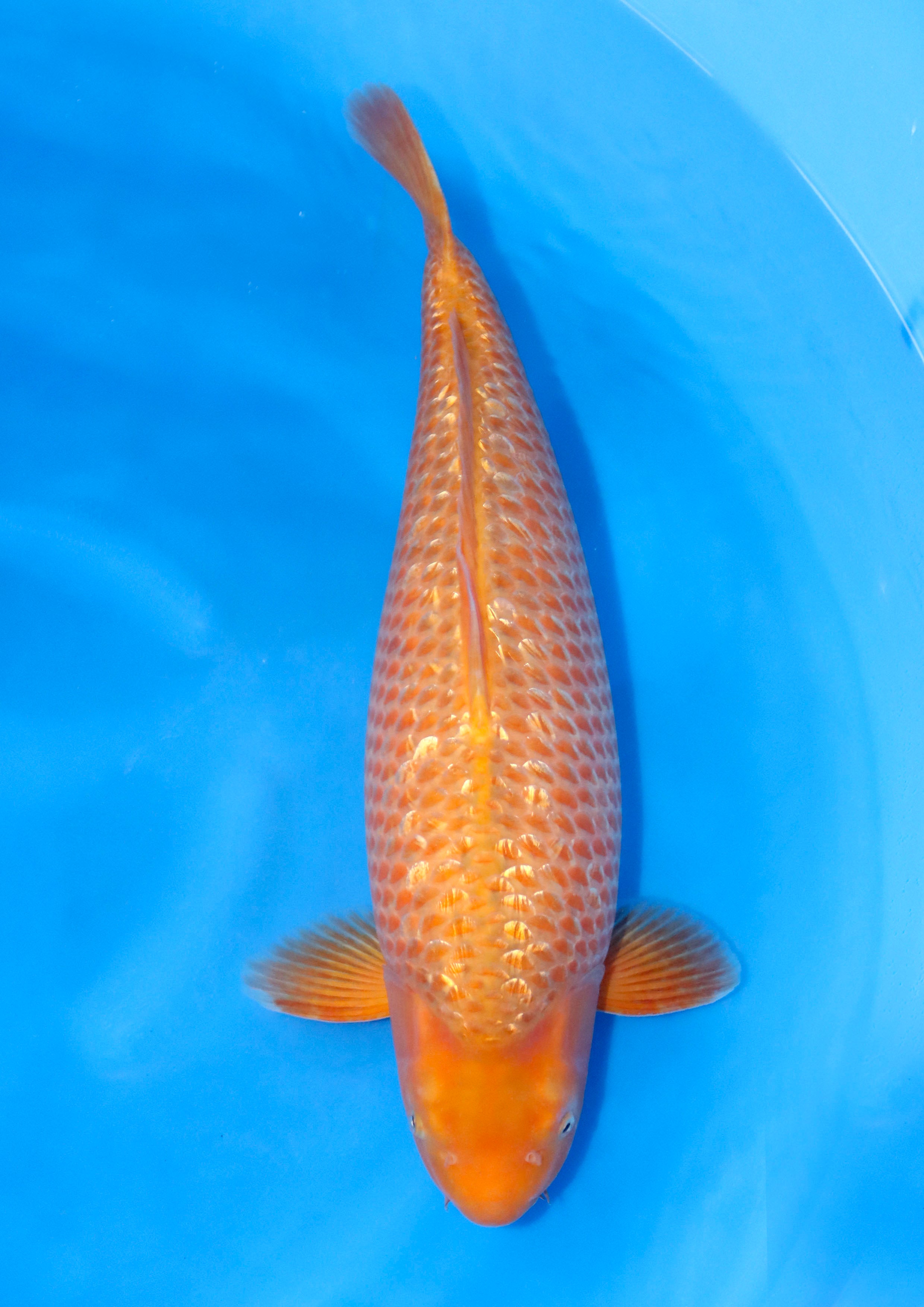 Golden Corn – Selective Koi Sales