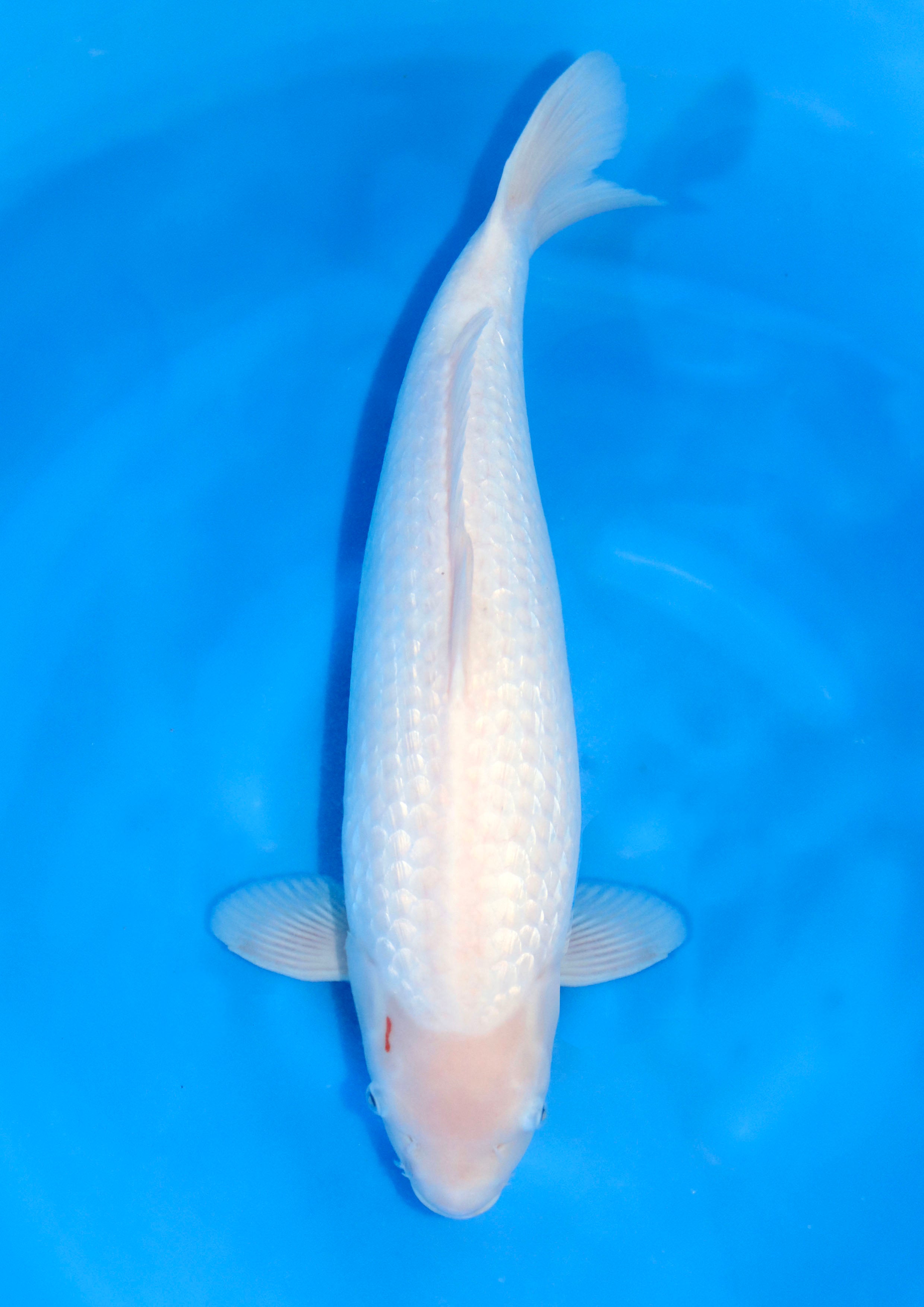 Golden Corn (Snow) – Selective Koi Sales