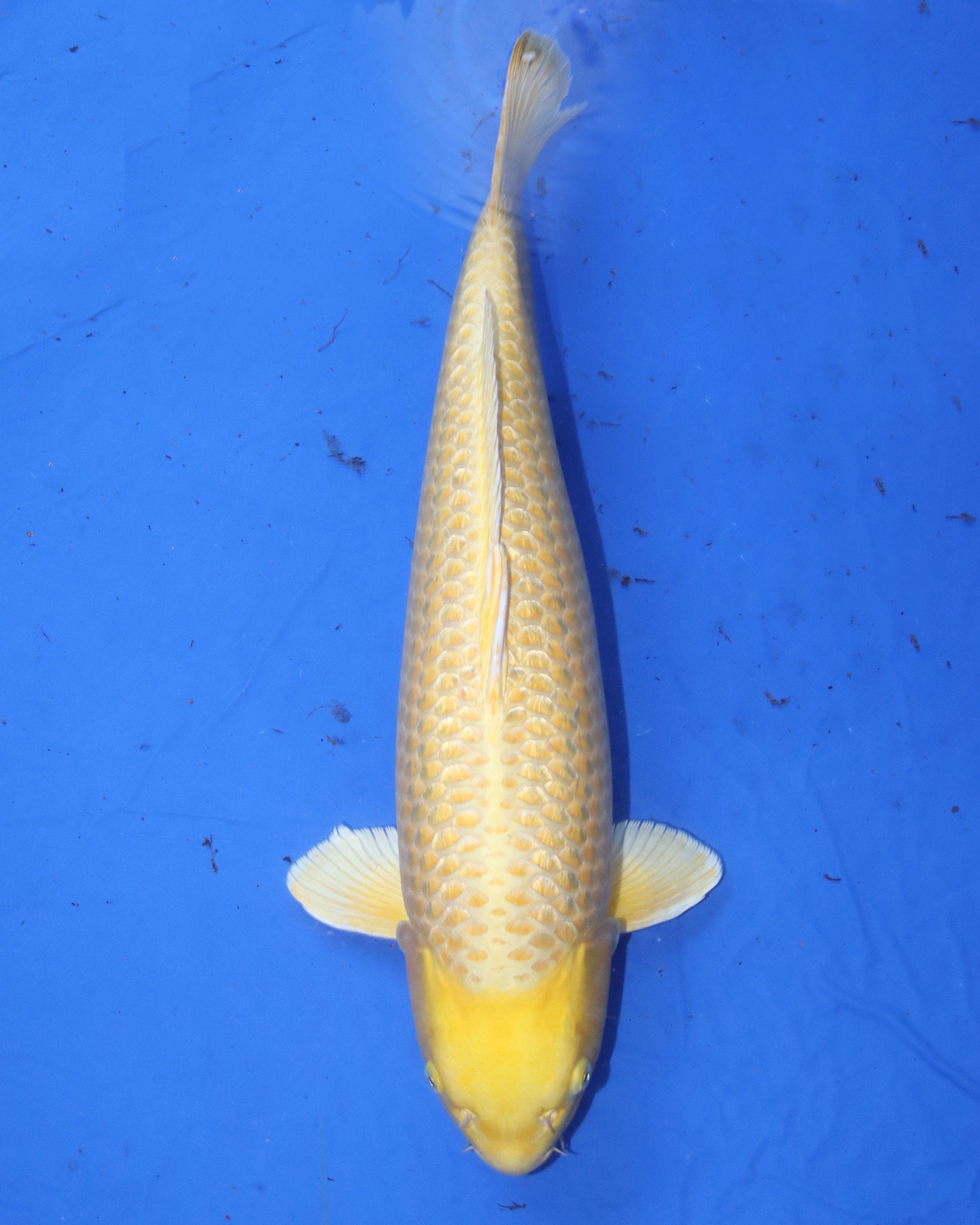 Yamabuki Ogon – Selective Koi Sales